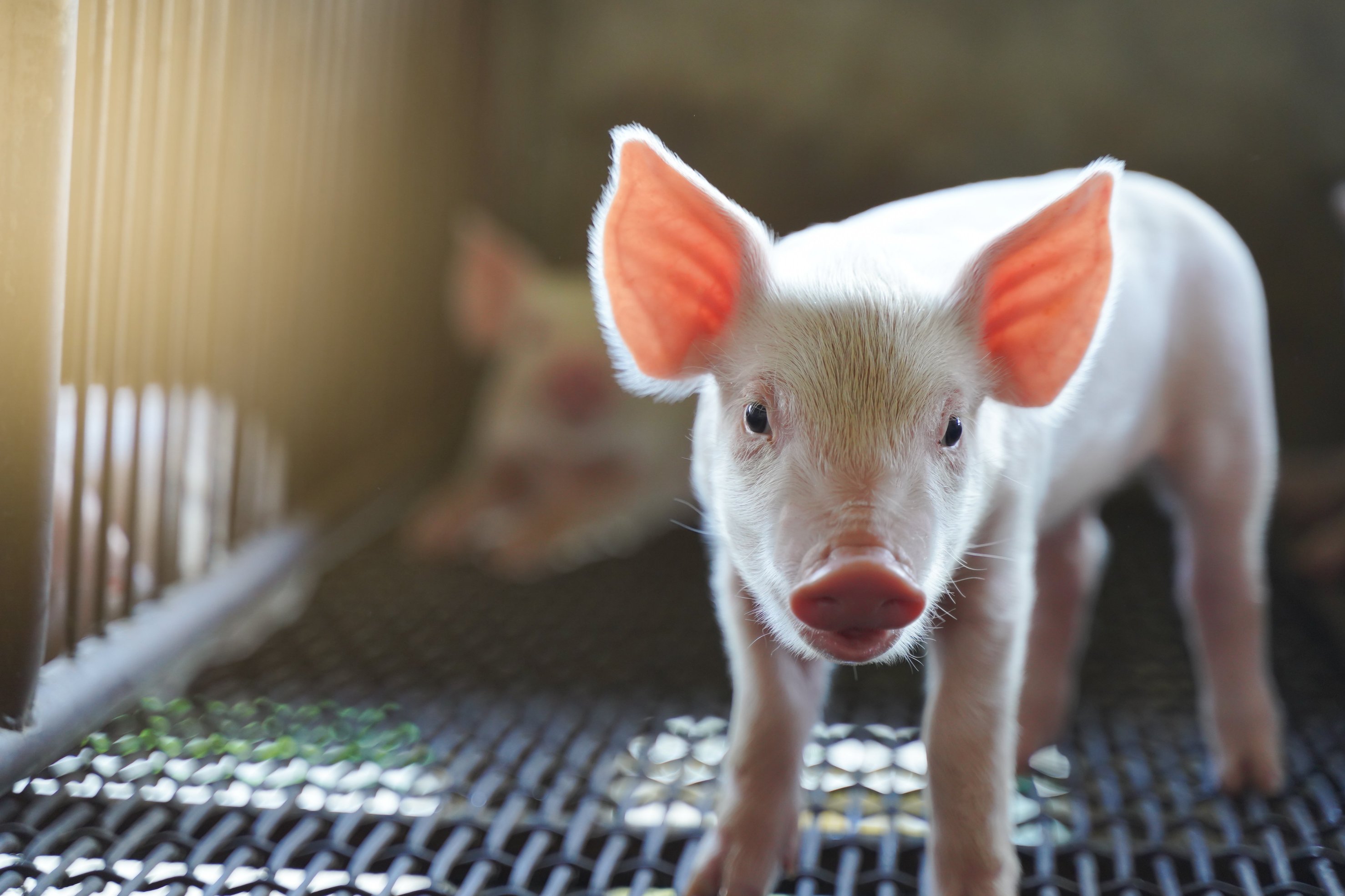 Granja Porcina: [Guía básica] para iniciar con la tuya