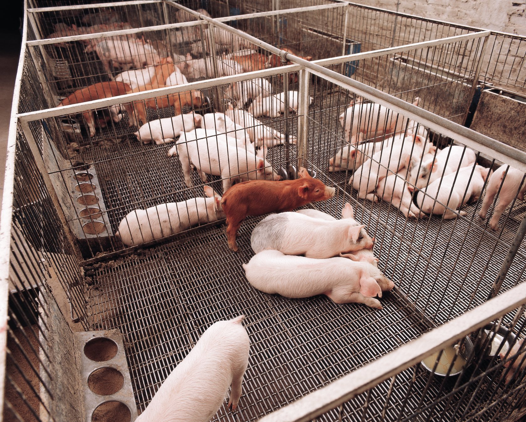 Panel porcícola y piso en granjas: Obtén grandes beneficios