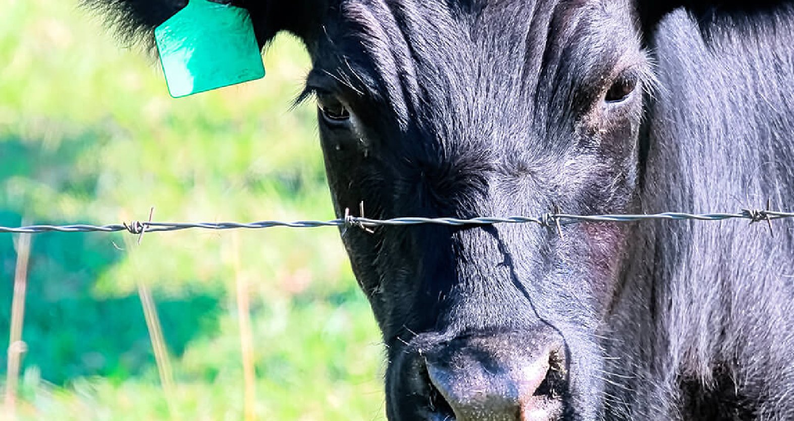 Sistema de silvopastoreo: ganadería de cielo y potrero abierto